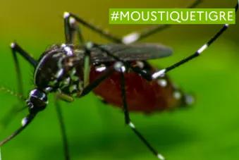 Reconnaître et signaler le moustique tigre | Agence régionale de santé Ile-de-France